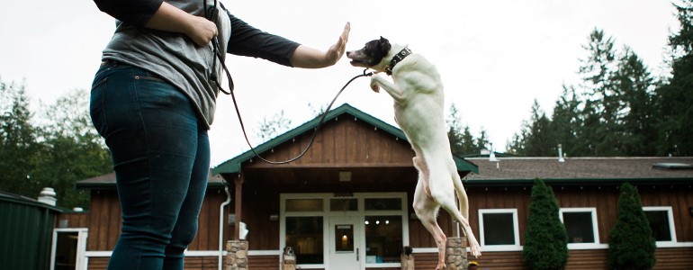 Benefits of Science-Based Dog Training and Positive Reinforcement